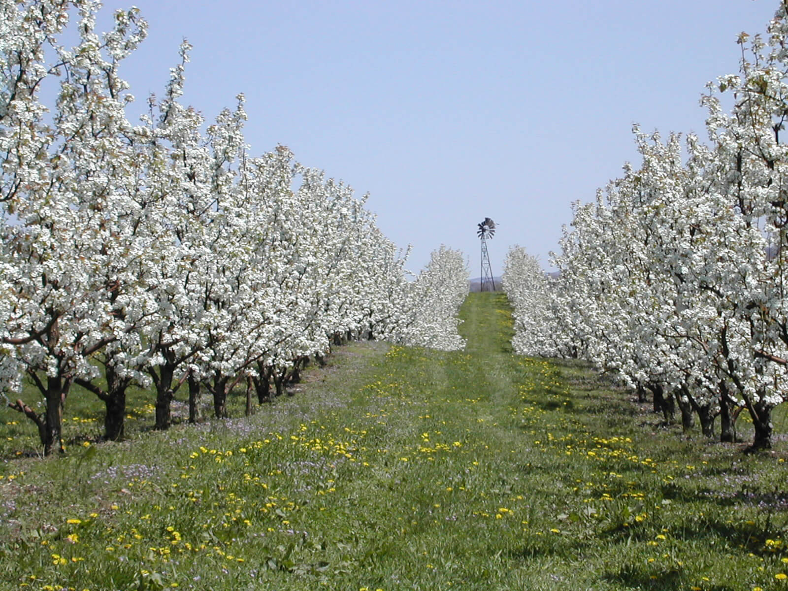 Best Buds: Blooming Fruit Trees in Adams County, PA