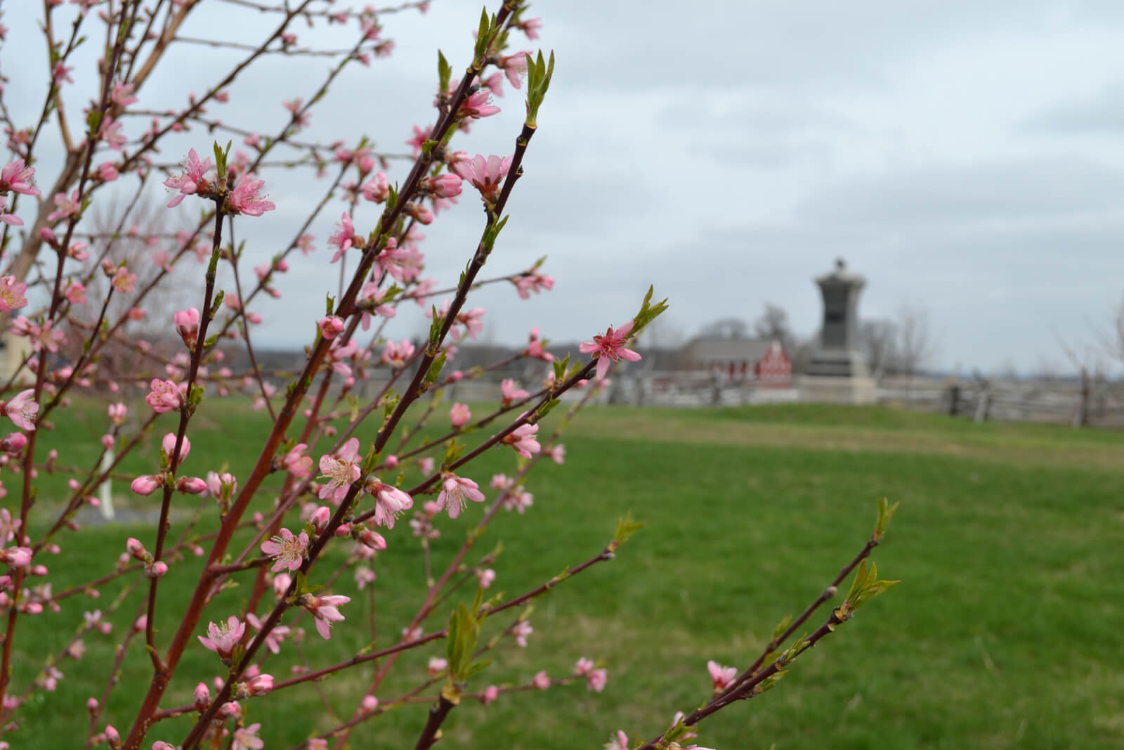 Best Buds: Blooming Fruit Trees in Adams County, PA