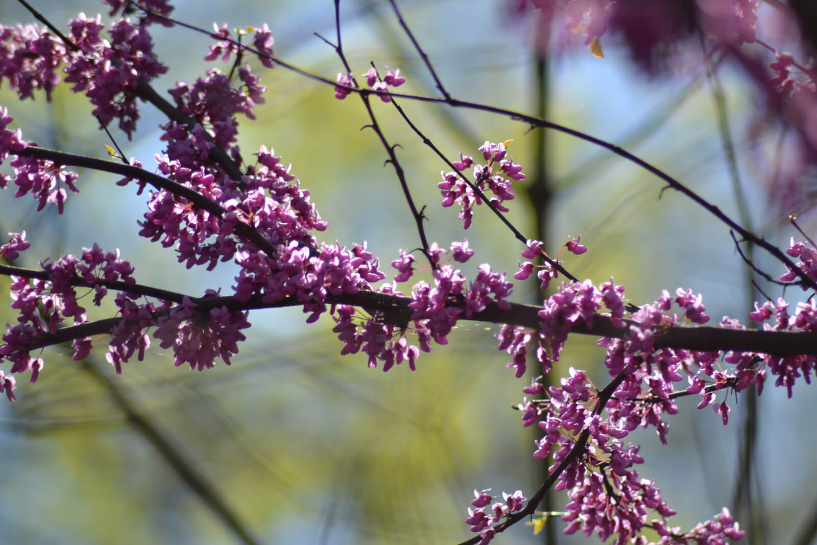 Ways to Spring into Gettysburg | Destination Gettysburg