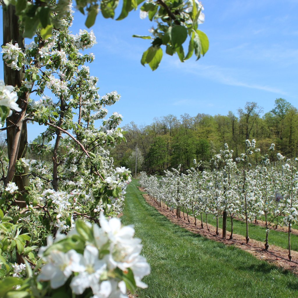Adams County Blossom Belt | Destination Gettysburg