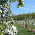 Adams County Blossom Belt | Destination Gettysburg