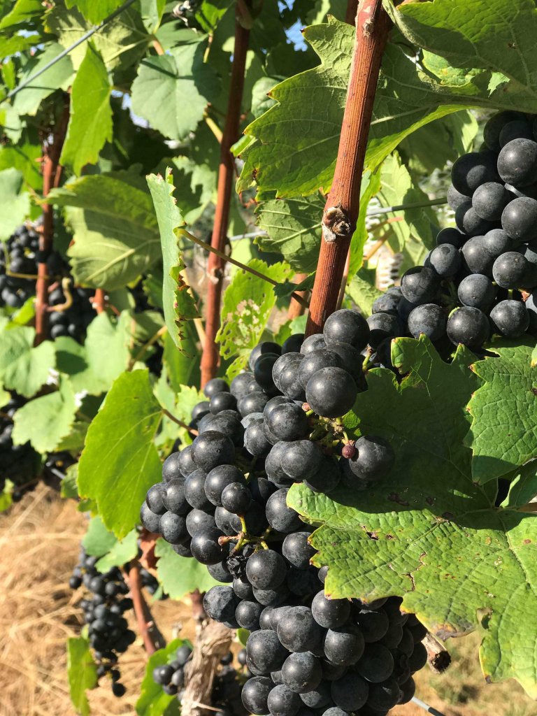 GRAPE EXPECTATIONS - A Vine Care Class | Event in Gettysburg